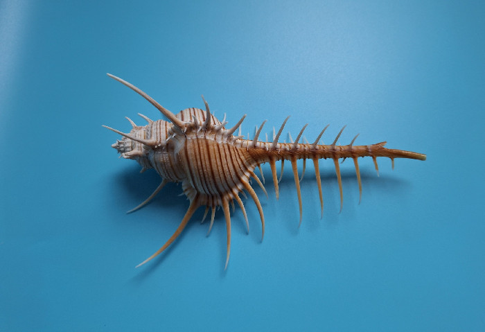 Murex troscheli - BEAUTIFUL - PRODÁNO/SOLD :: SHELLS FOR YOU.CZ